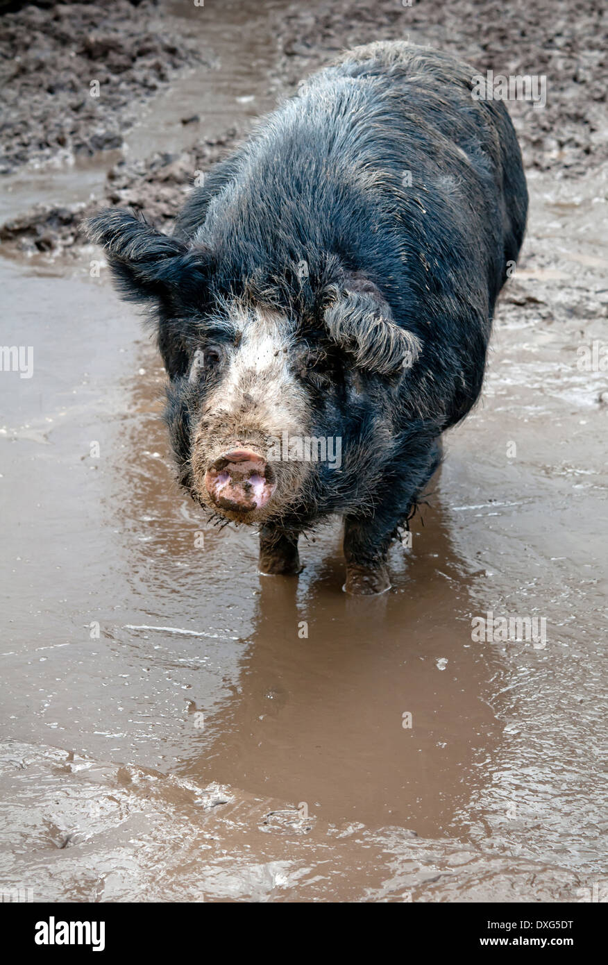 Black boar hi-res stock photography and images - Alamy