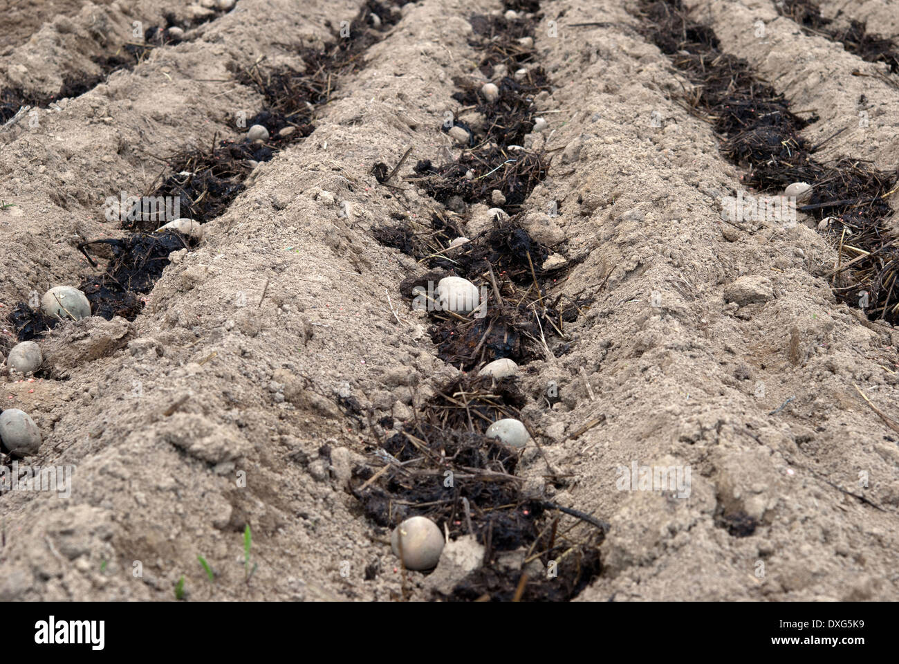 Seed sprouting farm hi-res stock photography and images - Alamy