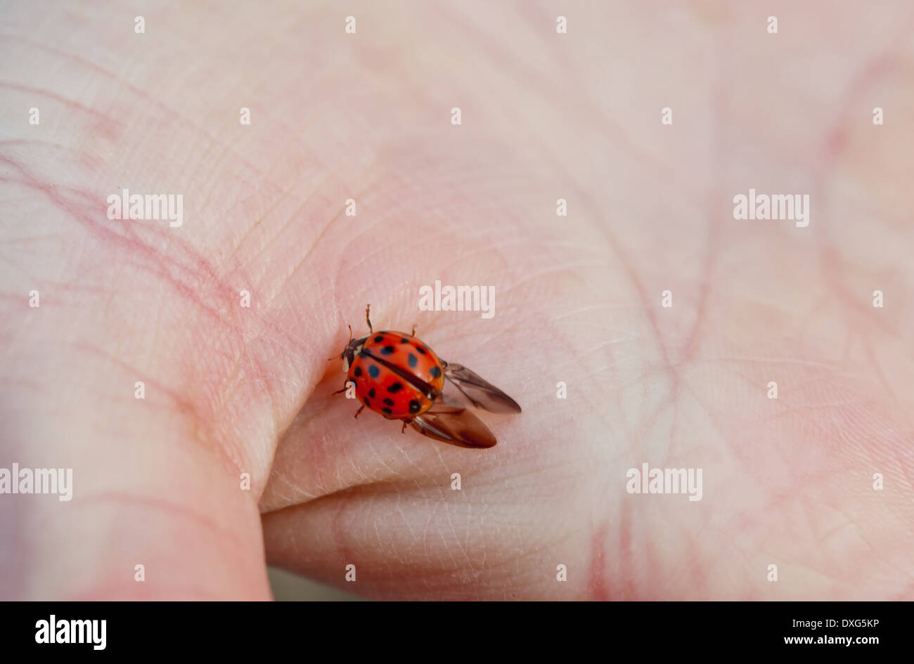 red in black spotted ladybug in the female hand Stock Photo - Alamy