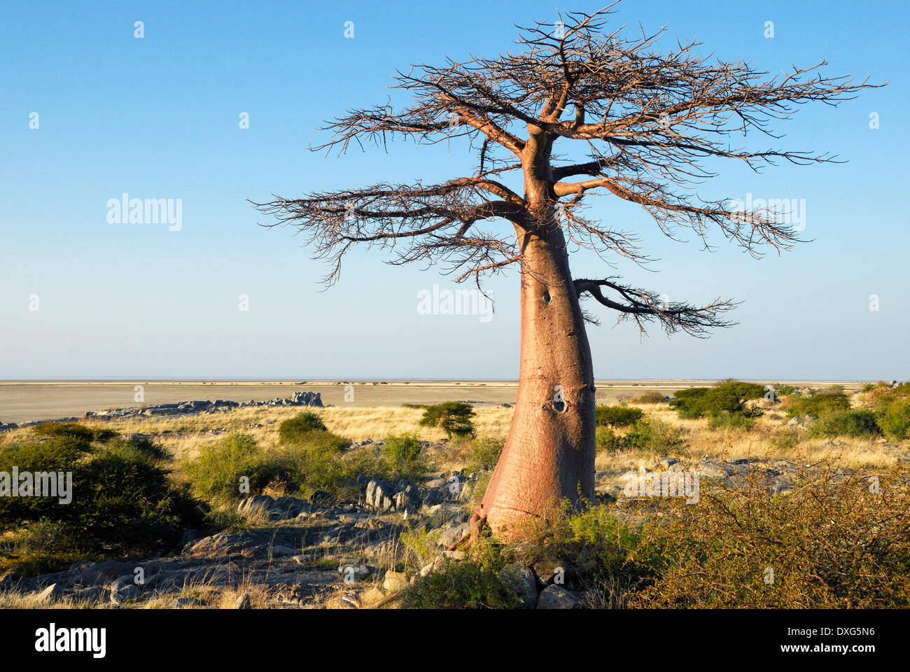 Baobab trees on granite rocks at Kubu Island on the edge of Sowa Pan in ...