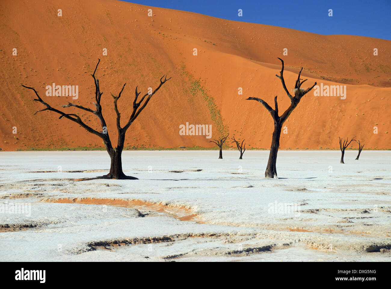 Ancient dead trees, cracked salt pan and red sand dunes at the Dead Pan ...