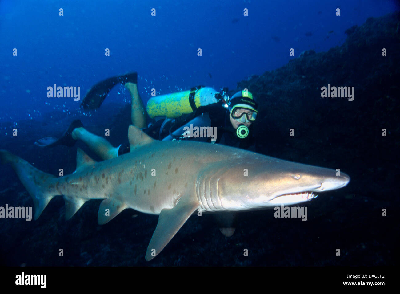 Ragged Tooth Shark and diver at Aliwal Shoal Stock Photo - Alamy