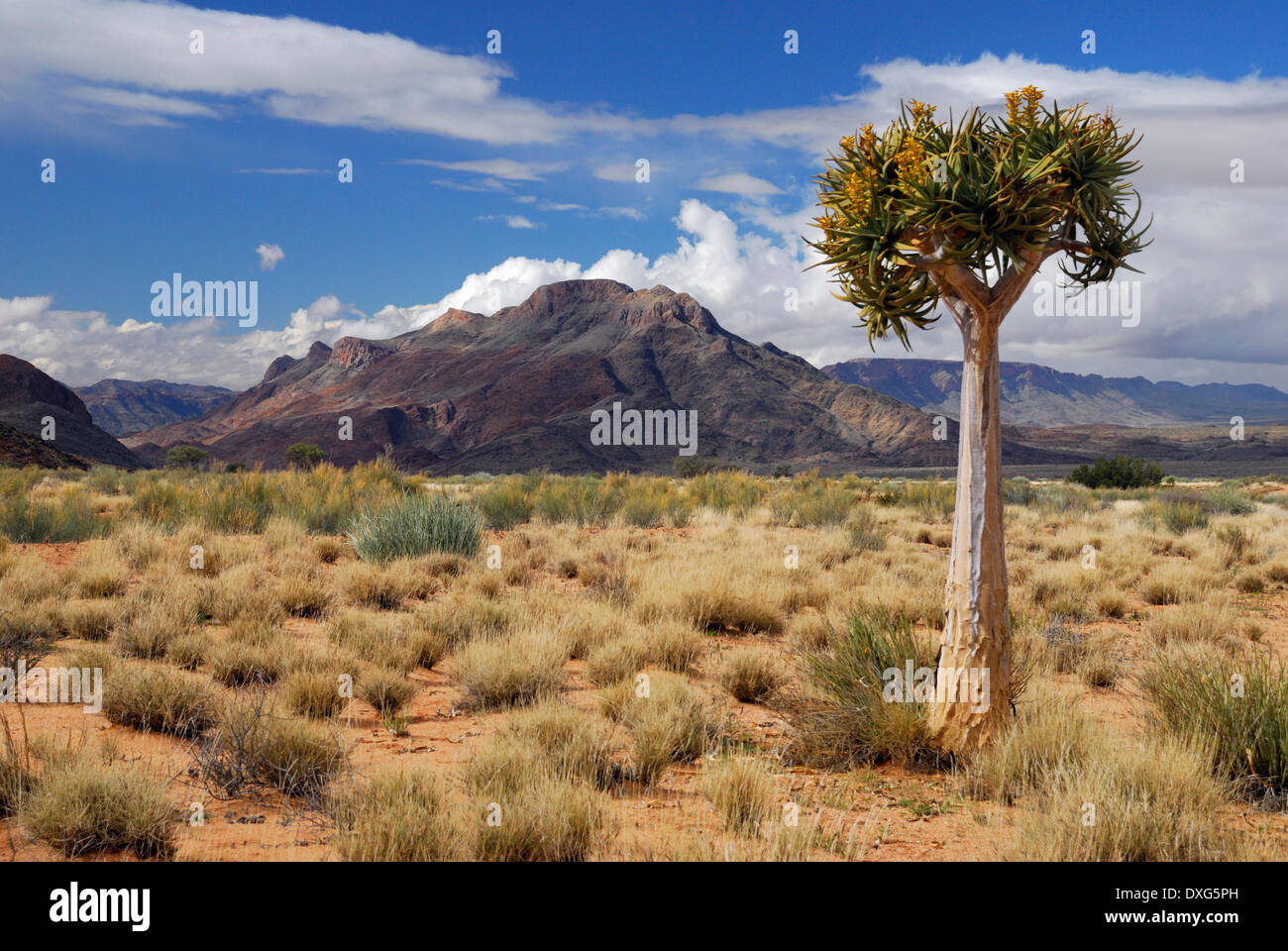 Kokerboom near Klein Pella, Namaqualand 4x4 Trail Stock Photo - Alamy