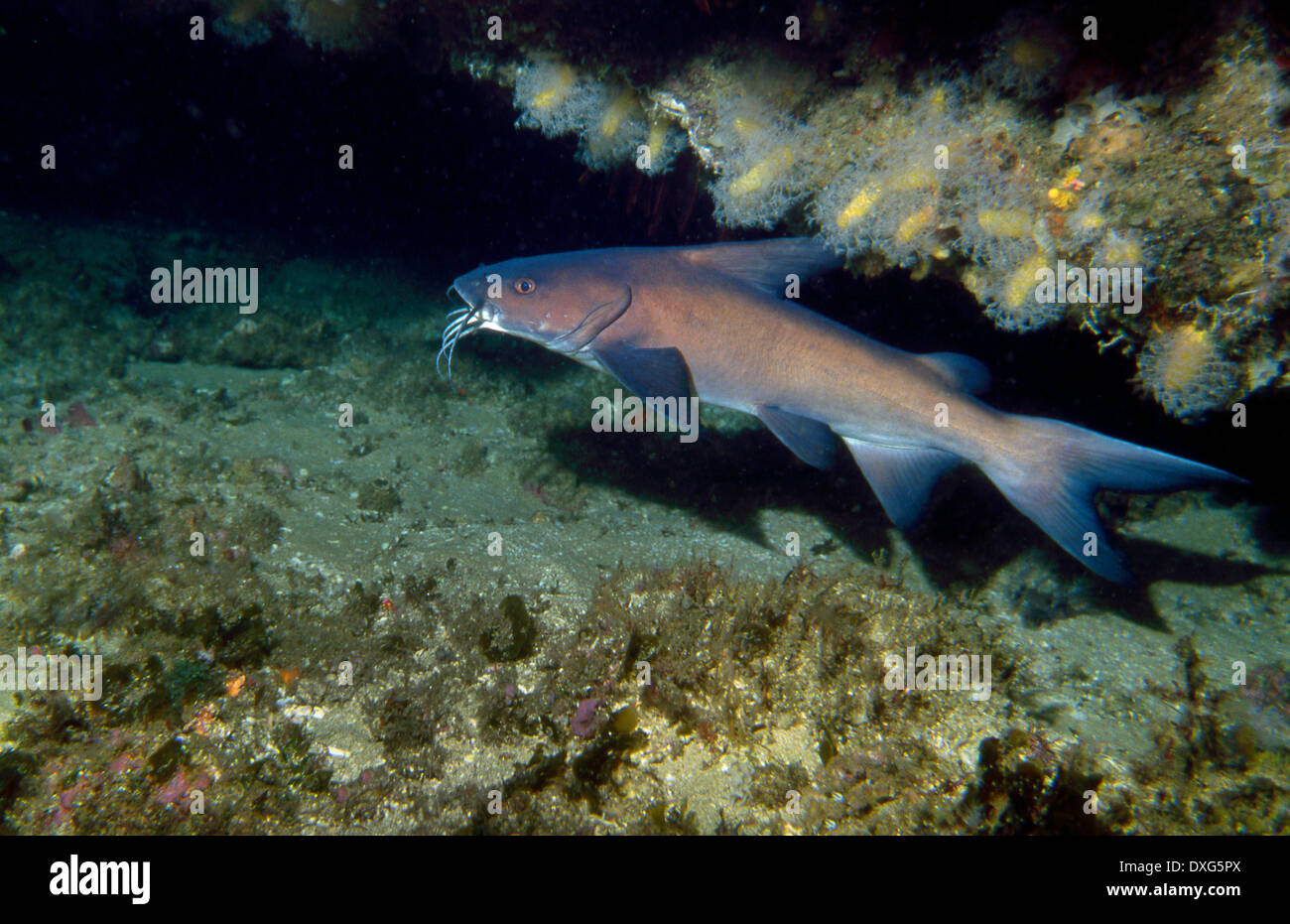 Natal sea catfish hi-res stock photography and images - Alamy
