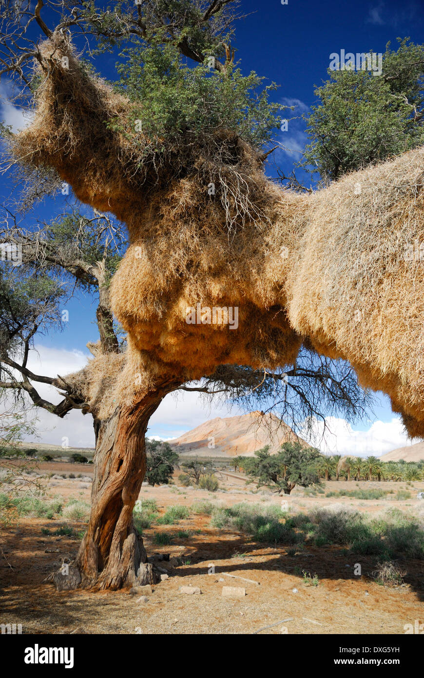 Camel thorn trees with social weaver nests, near Klein Pella ...