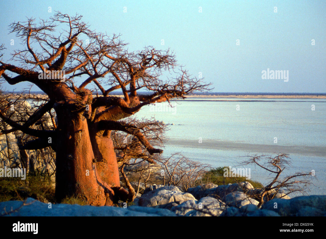 Baobab trees at Kubu Island, Makgadikgadi Pans, Botswana Stock Photo ...