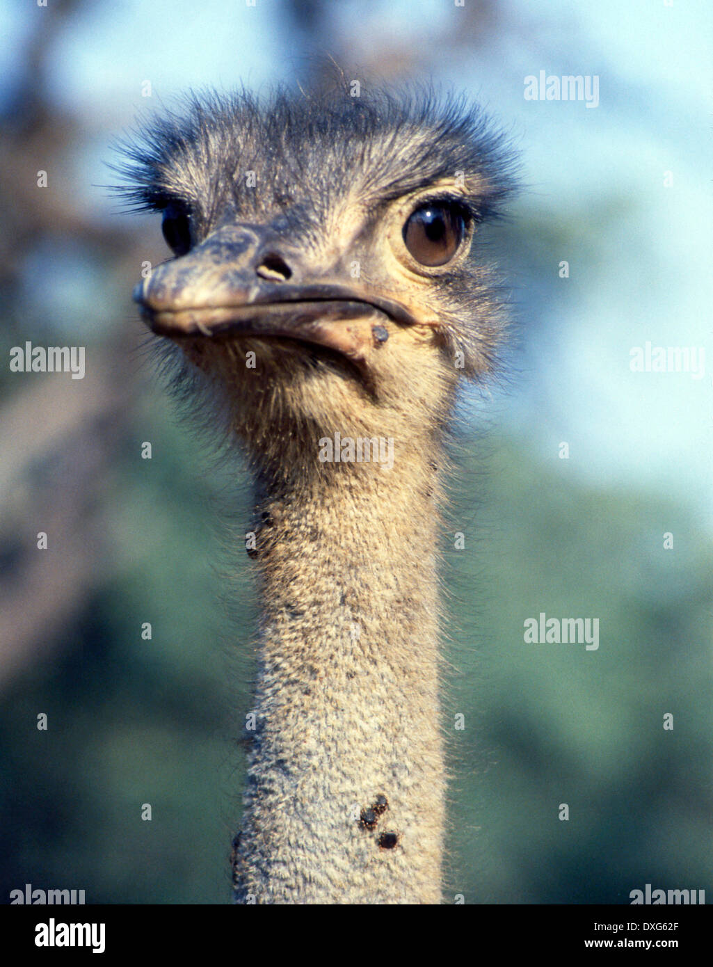 Female ostrich with ticks Stock Photo - Alamy