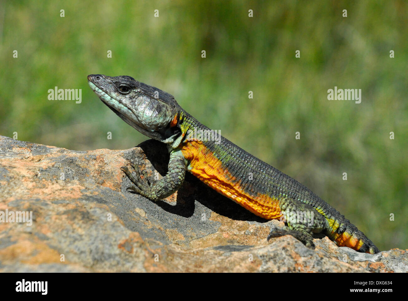 Drakensberg Crag Lizard, Drakensberg mountains Stock Photo - Alamy