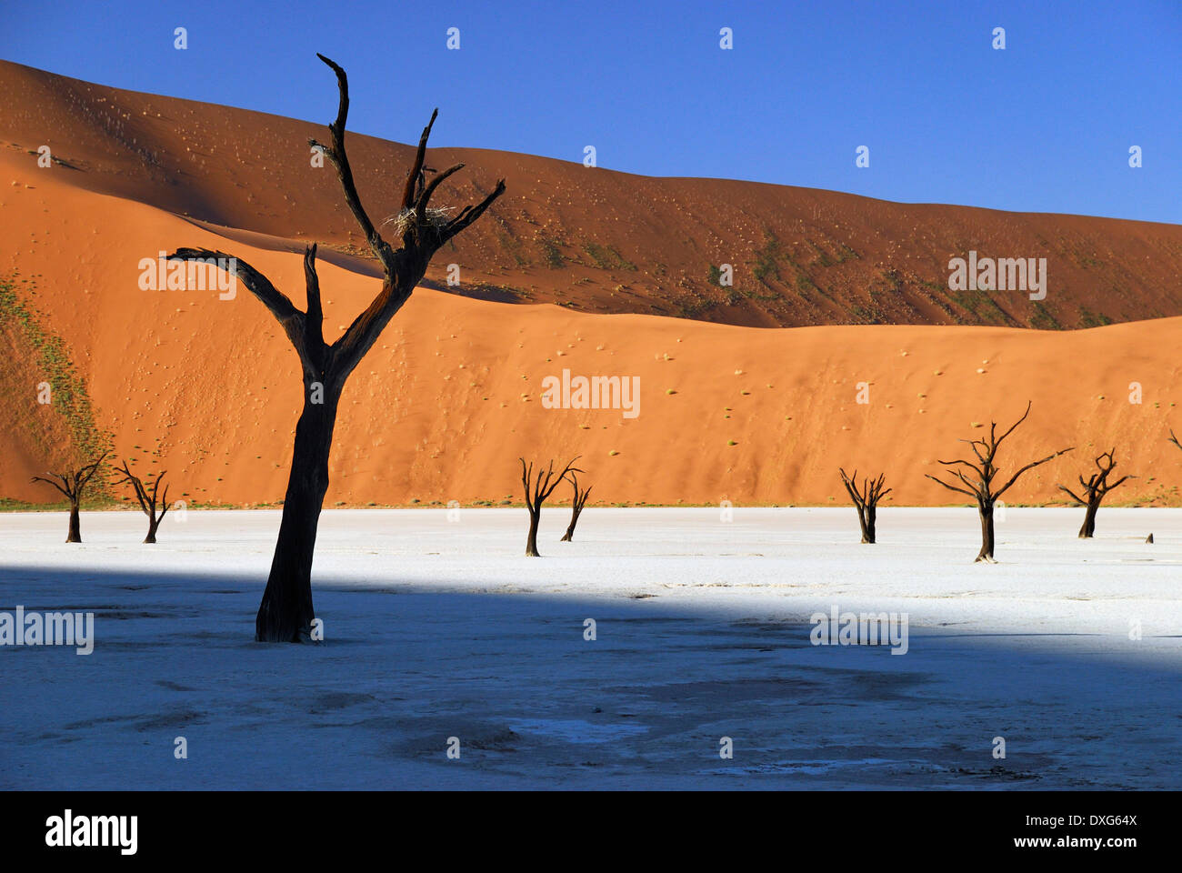 Ancient dead trees, cracked salt pan and red sand dunes at the Dead Pan ...