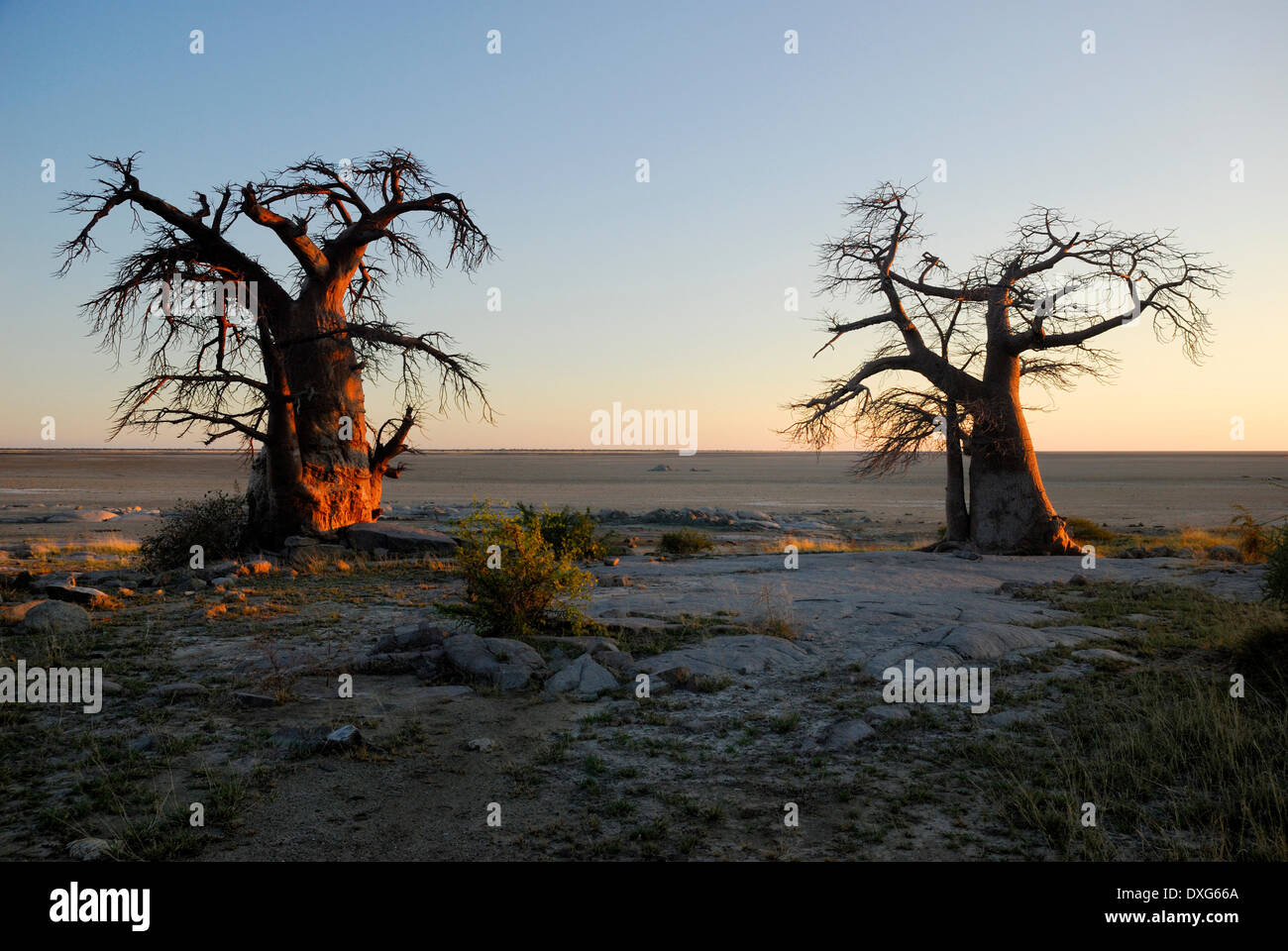 Early morning light on Baobab trees on granite rocks at Kubu Island on ...