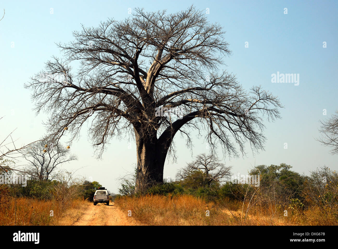 Baobab trees on the road to Mana Pools National Park, Zimbabwe Stock ...