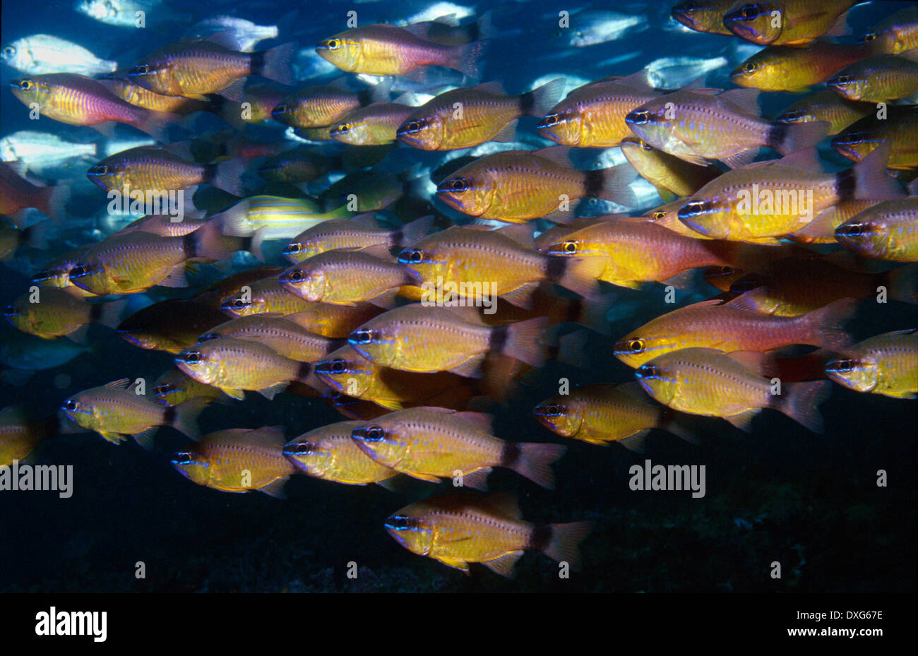 Ringtailed Cardinal Fishes at Ponta do Ouro, Mozambique Stock Photo - Alamy