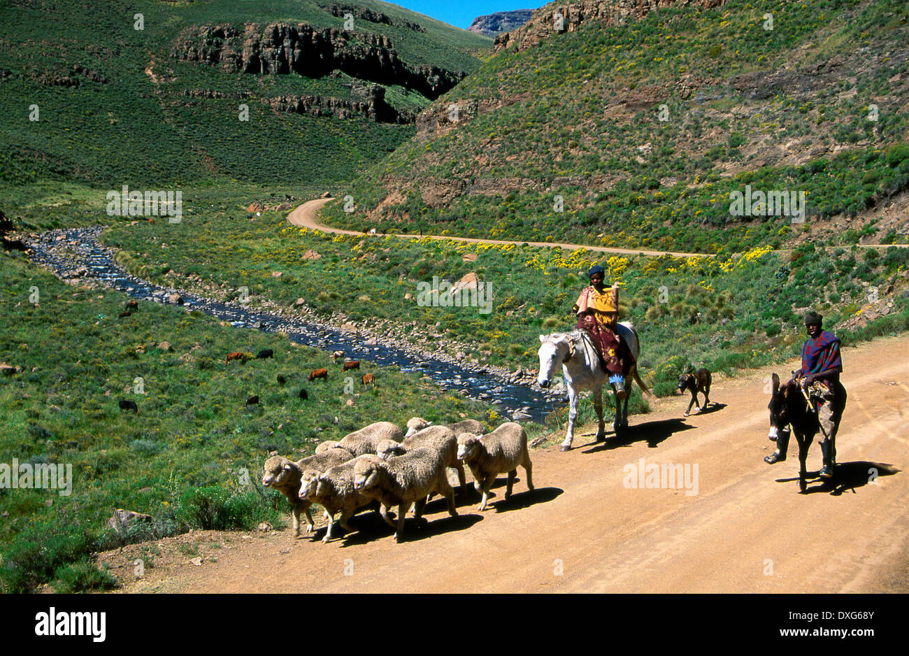 Basotho shepherd lesotho africa hi-res stock photography and images - Alamy