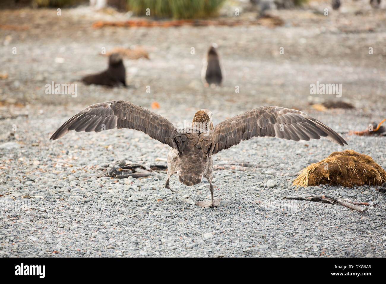 A Southern Giant Petrel, Macronectes giganteus, on the beach at ...