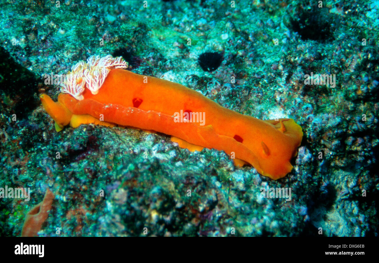 Spanish Dancer on coral reef at Guinjata Bay, Mozambique Stock Photo ...