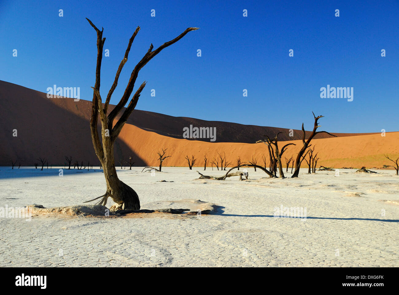 Ancient dead trees, cracked salt pan and red sand dunes at the Dead Pan ...