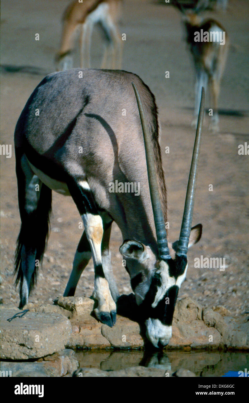 Gemsbok and Springbok at water hole, Kalahari Stock Photo - Alamy