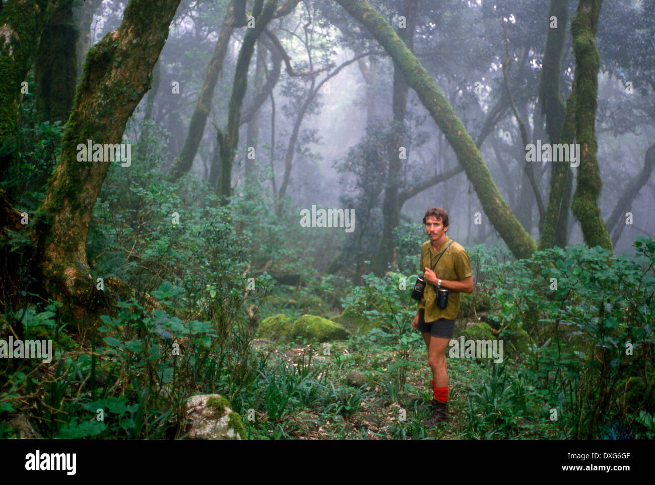Indigenous forest in the Drakensberg near Sekororo, Mpumalanga Stock ...