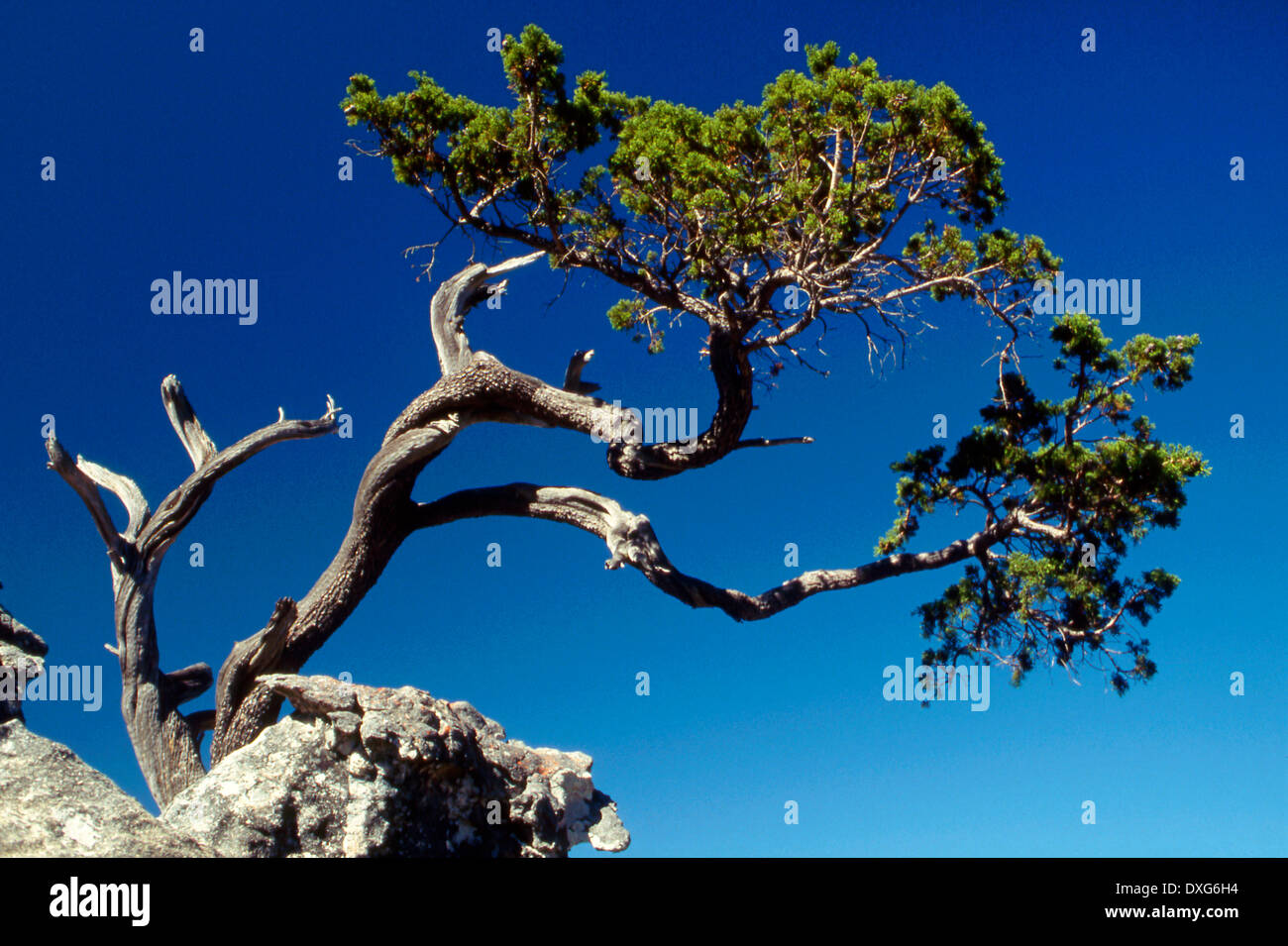 Cedar tree in the Cederberg, Western Cape Stock Photo - Alamy