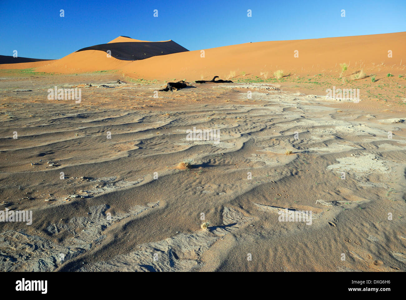 Ancient dead trees, cracked salt pan and red sand dunes at the Dead Pan ...