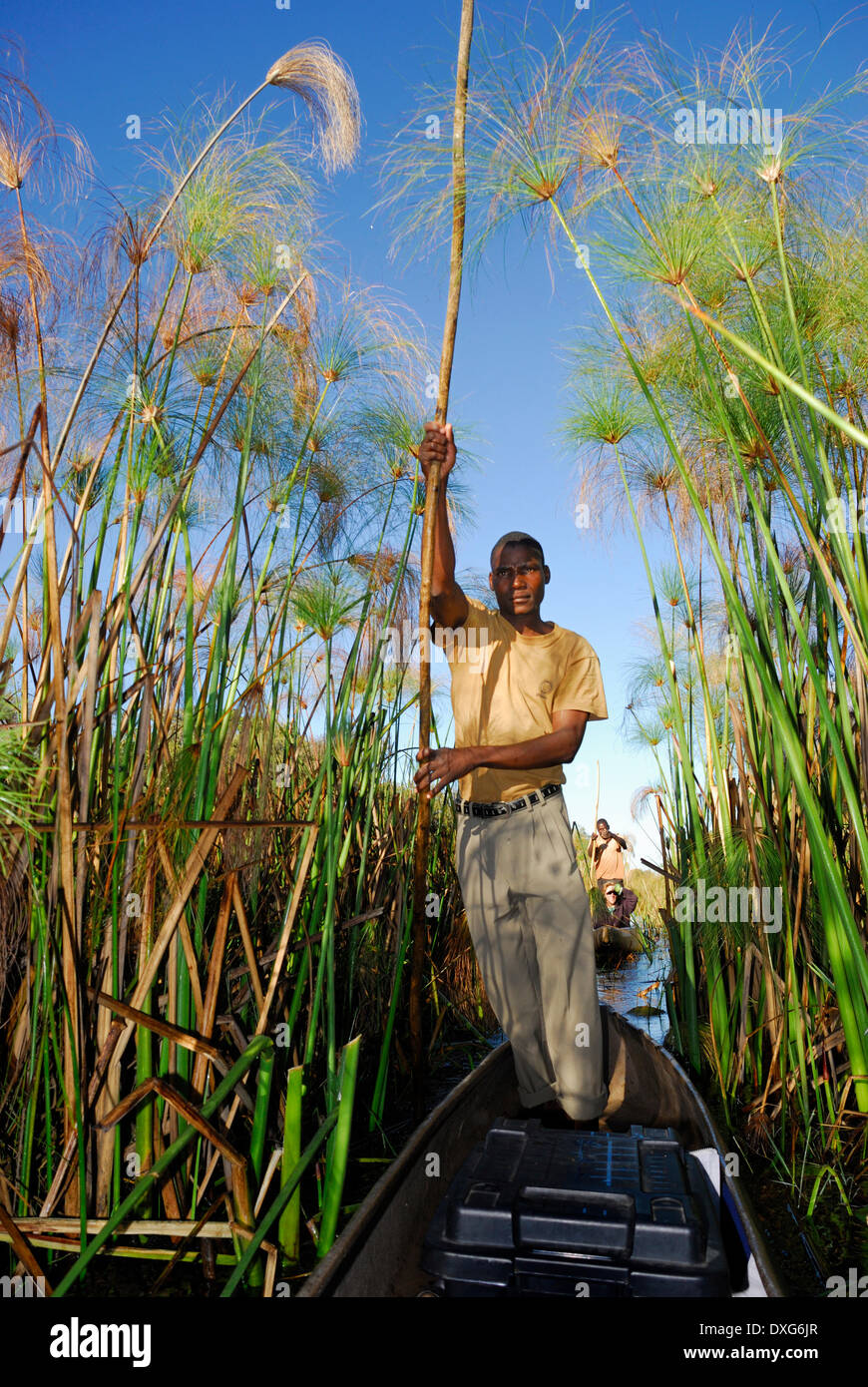 Poles are used to propel, or punt, dugout mekoros through the reeds and ...