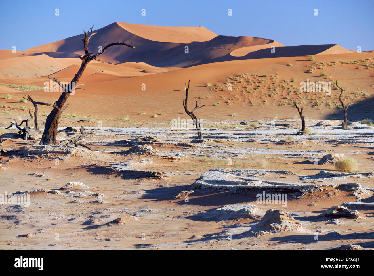 Ancient dead trees, cracked salt pan and red sand dunes at the Dead Pan ...