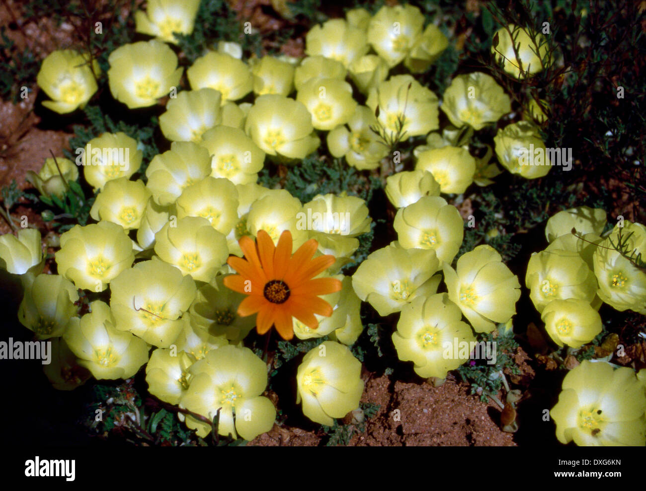 Wild flowers in Namaqualand, Northern Cape Stock Photo - Alamy