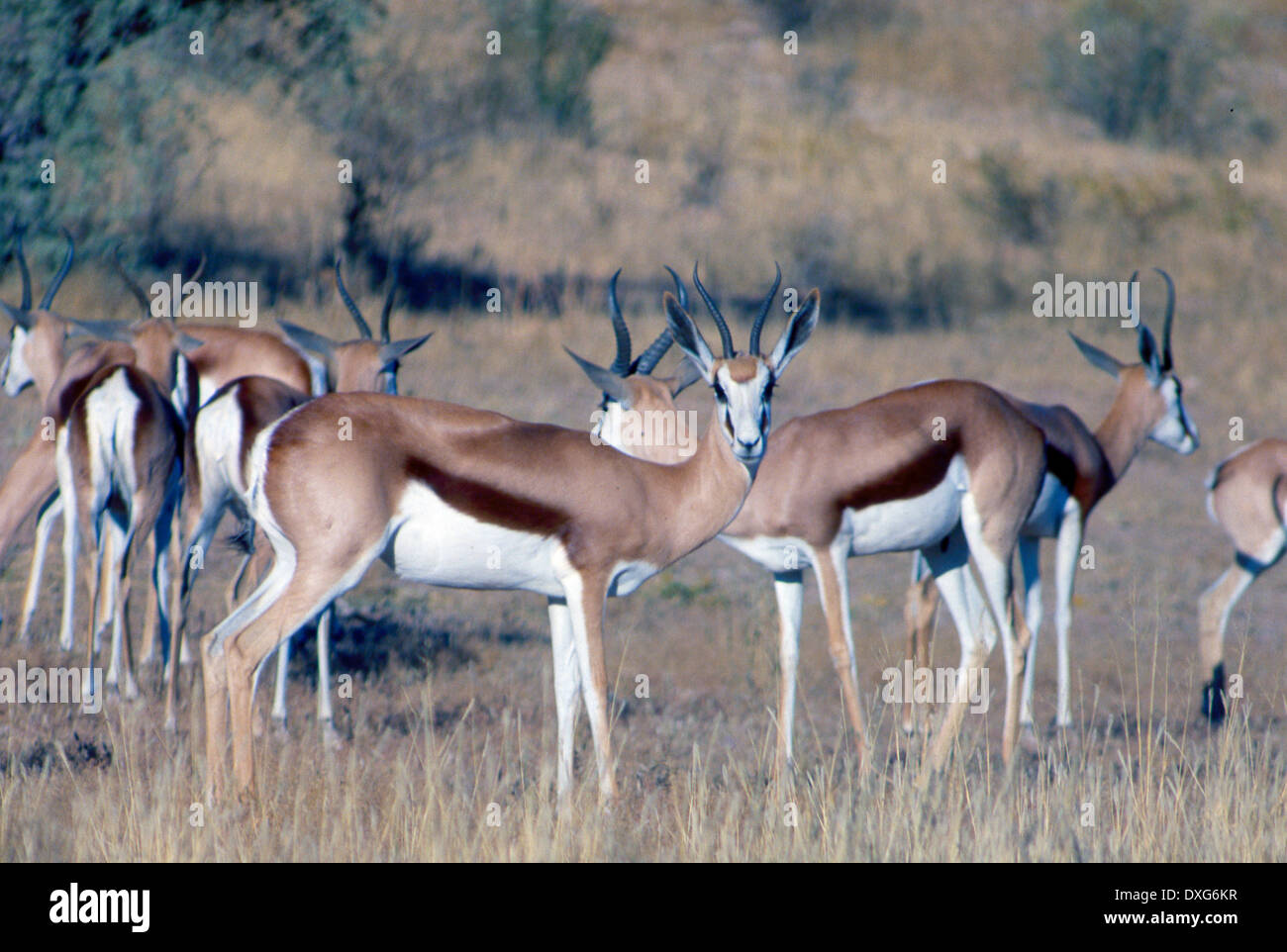 Springbok herd in the Kalahari Stock Photo - Alamy