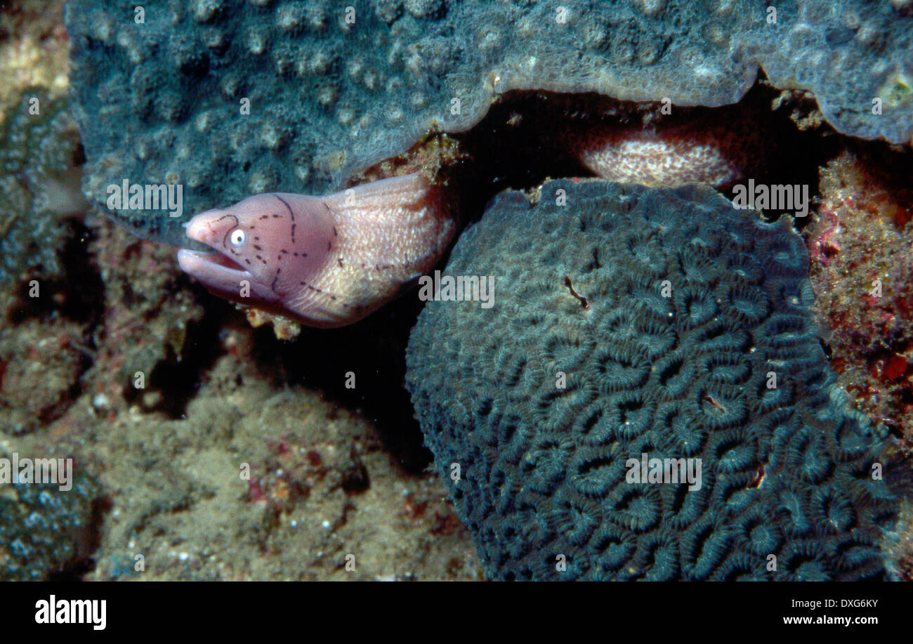 Geometric Moray Eel in coral reef at Ponta do Ouro, Mozambique Stock ...