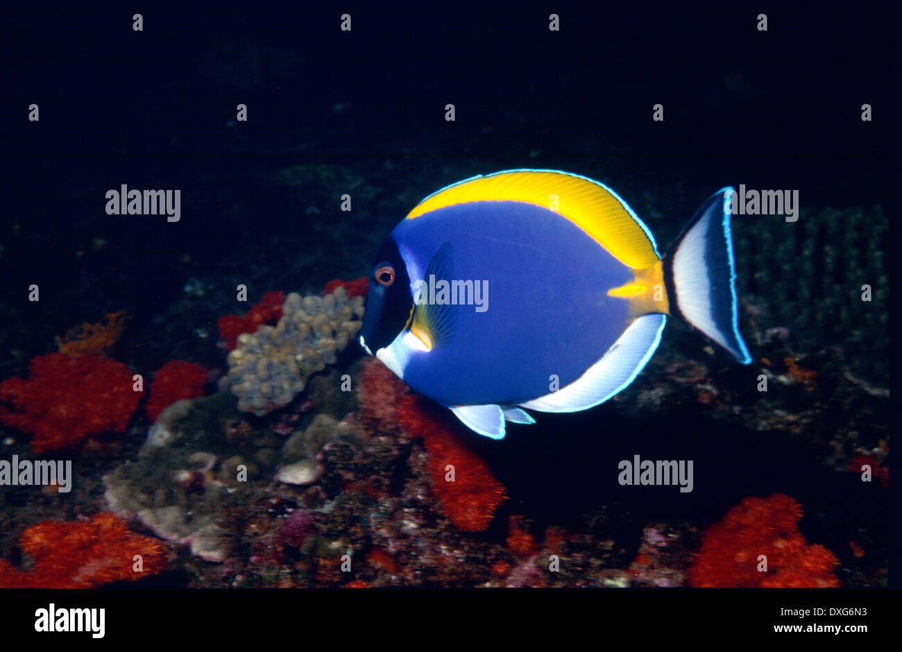 Powderblue Surgeonfish at Ponta do Ouro, Mozambique Stock Photo - Alamy
