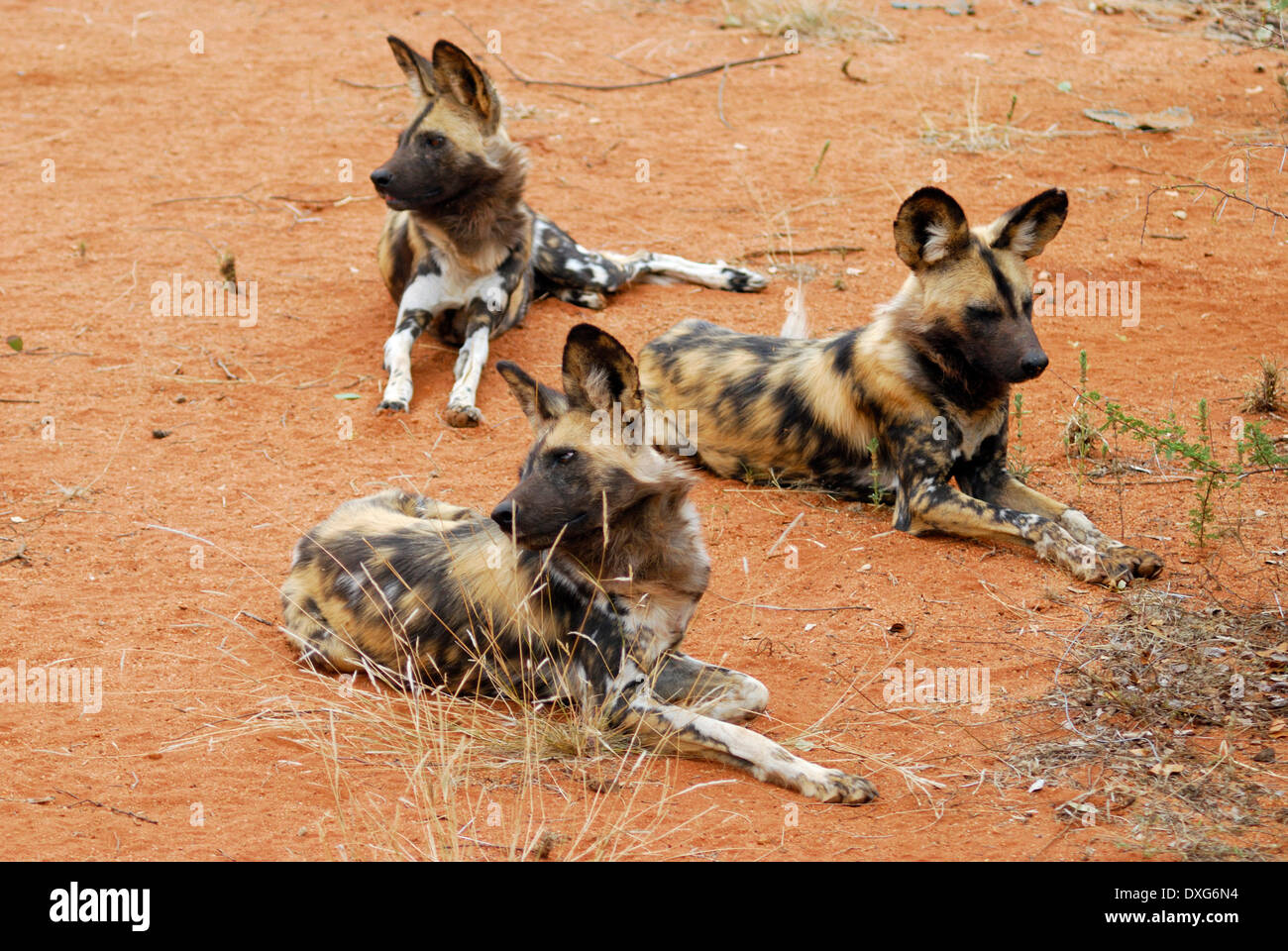 African Wild Dogs or Cape Hunting Dogs, Botswana Stock Photo - Alamy