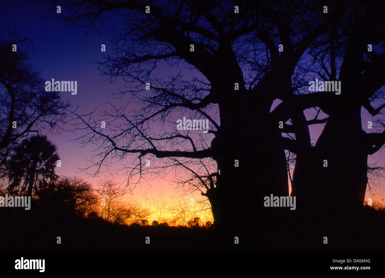 Big Baobab tree near Tsintsabis, Namibia Stock Photo - Alamy