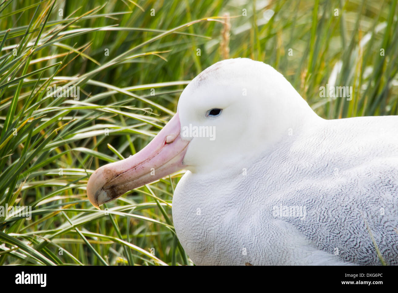 Diomedea exulans bill hi-res stock photography and images - Alamy