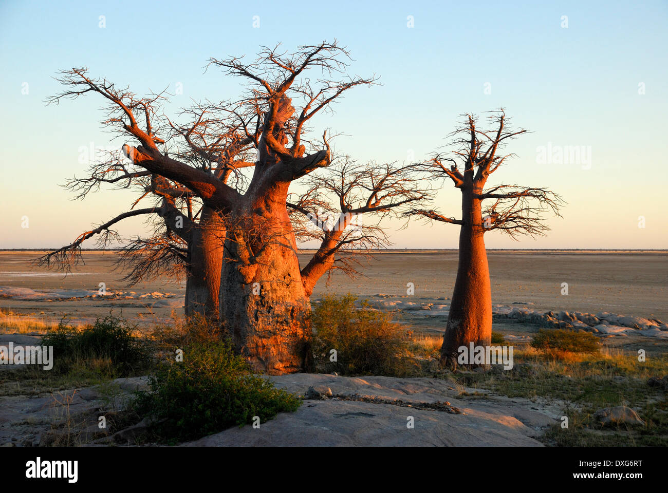 Early morning light on Baobab trees on granite rocks at Kubu Island on ...