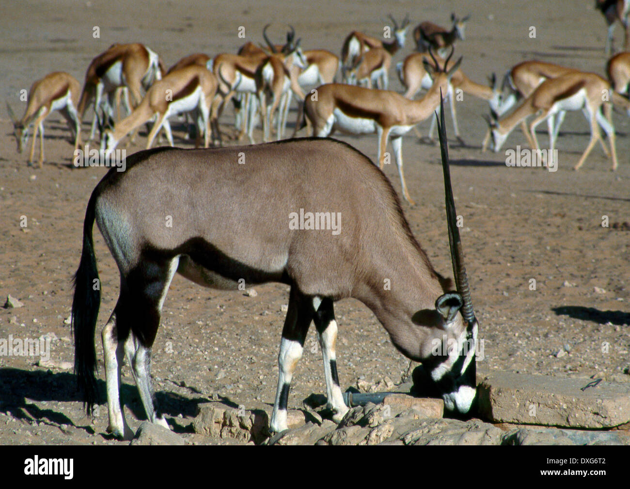 Gemsbok and Springbok at water hole, Kalahari Stock Photo - Alamy