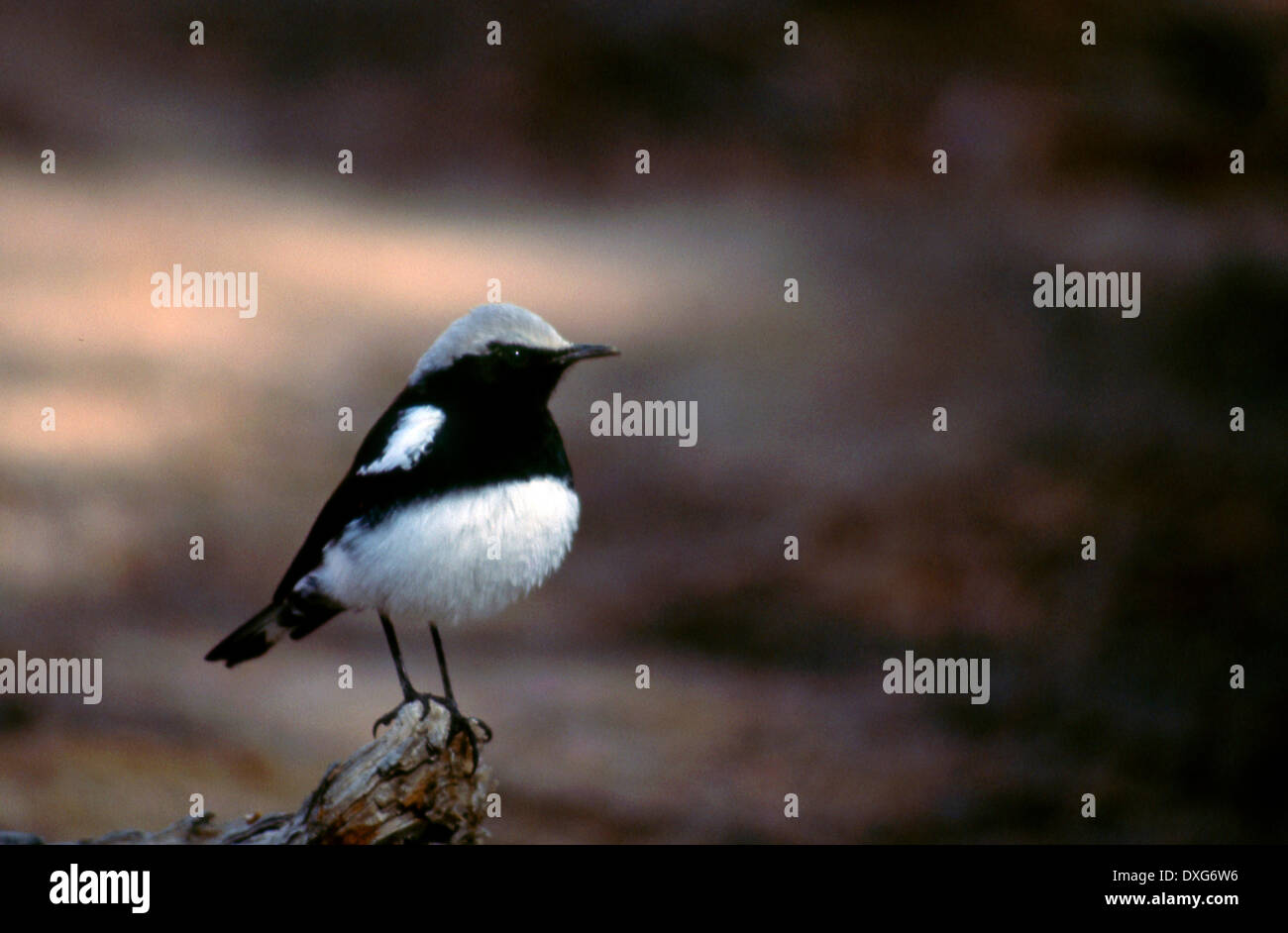 Male Mountain Chat with aberrant colouring. Crown and belly should be ...