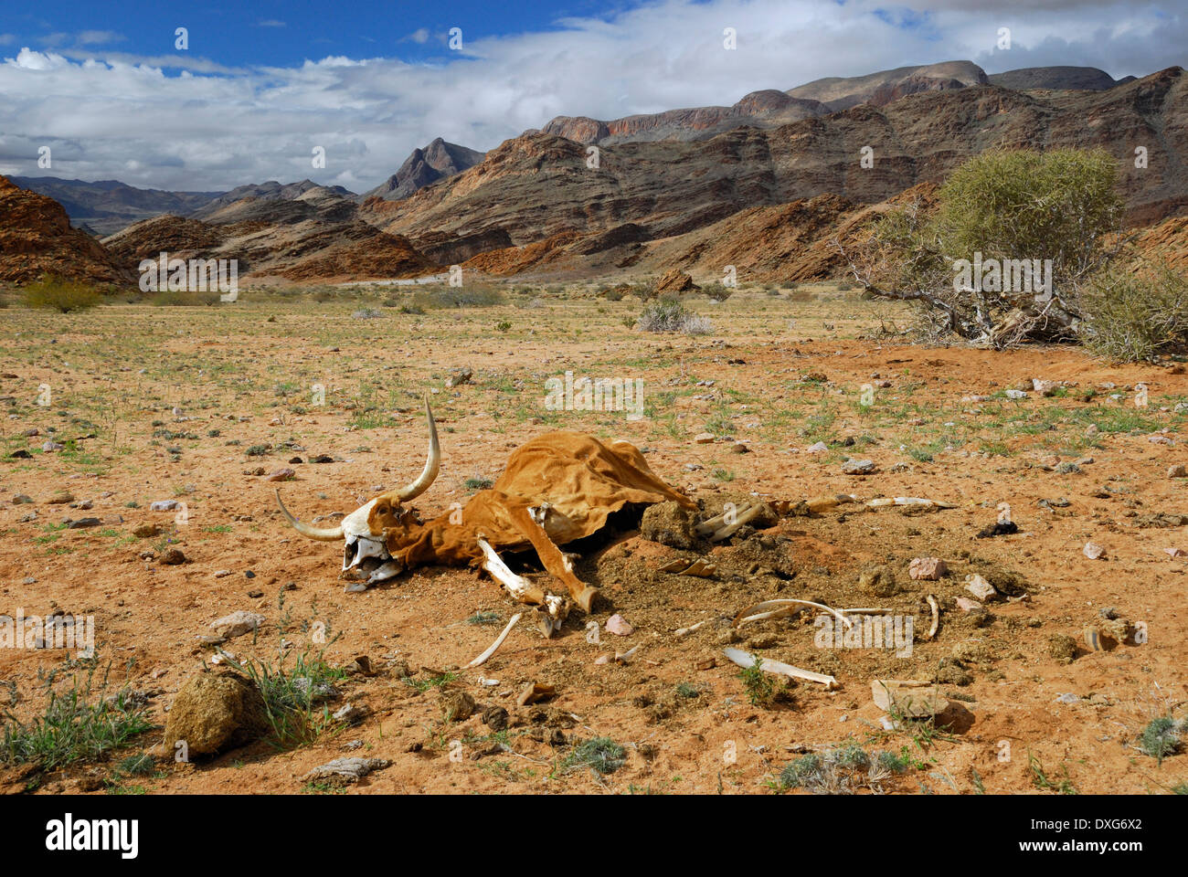 Dried out cow carcase, Namaqualand 4x4 Trail Stock Photo - Alamy