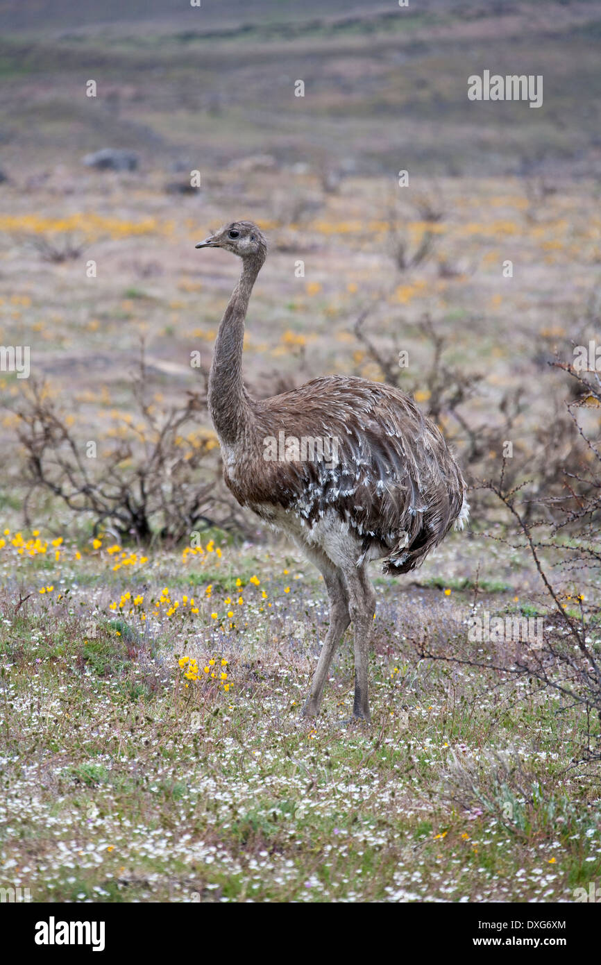 A flightless Rhea (Rhea americana) in Torres Del Paine National Park in ...