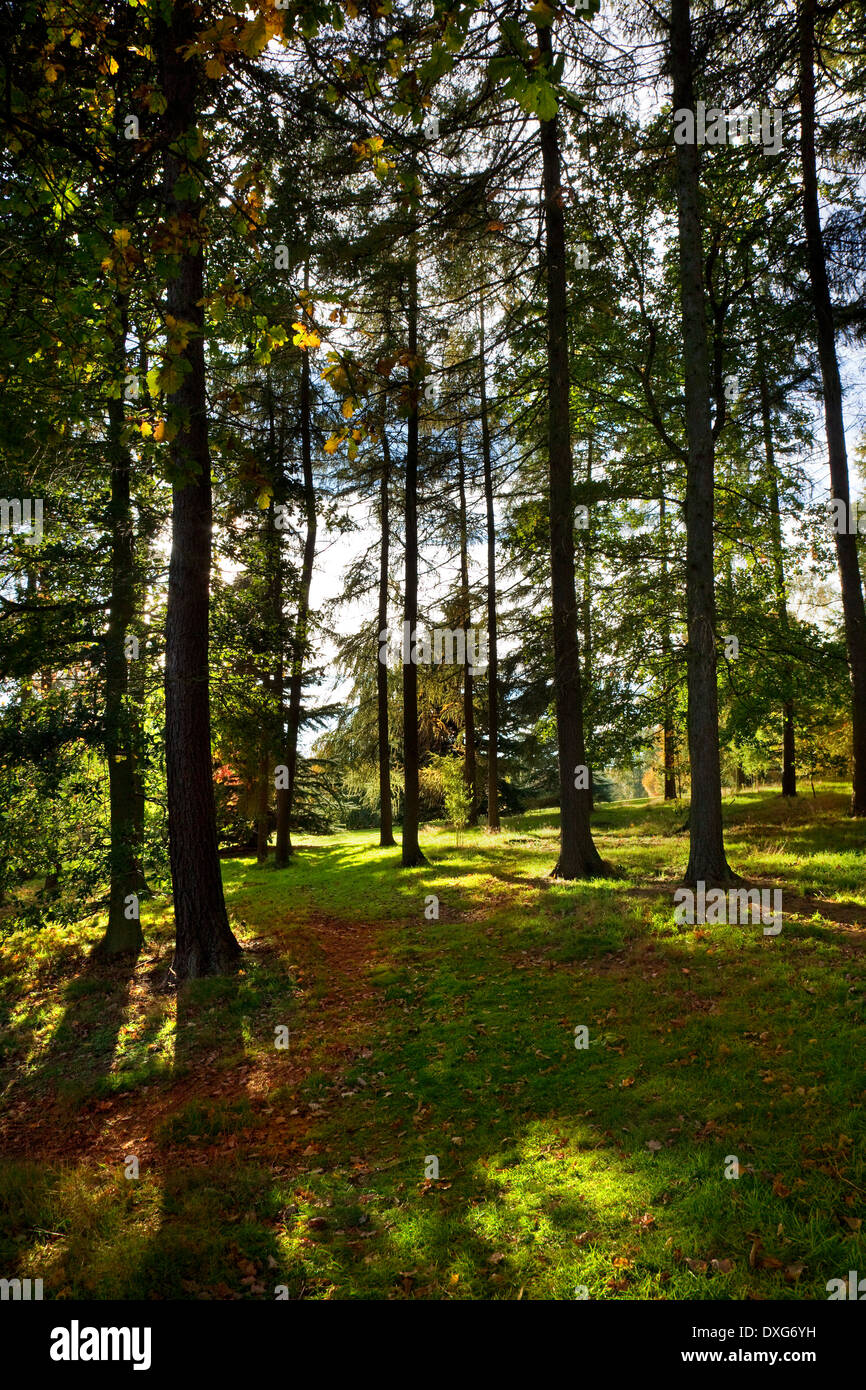 Woodland trees and sunlight in North Yorkshire in the United Kingdom ...