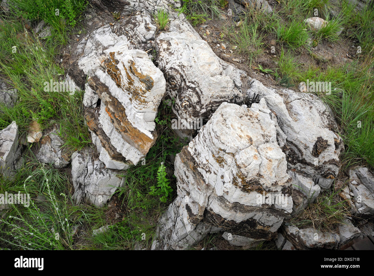 Stromatolite fossils, Sterkfontein Caves, Gauteng, South Africa Stock ... Stromatolite fossils, Sterkfontein Caves, Gauteng, South Africa Stock ...
