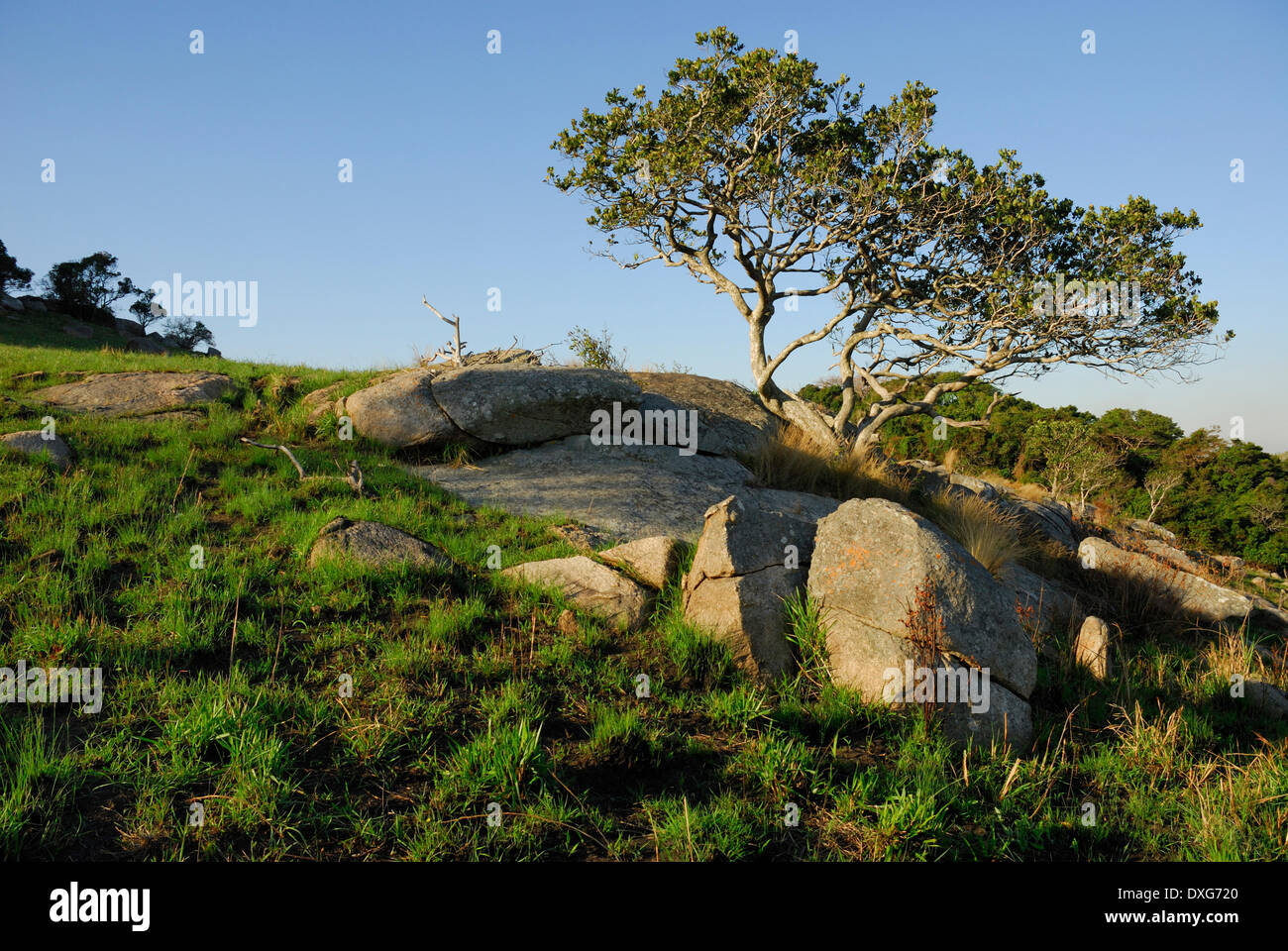 Ngoye Forest Reserve High Resolution Stock Photography and Images - Alamy
