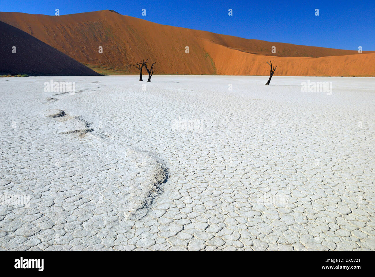 Ancient dead trees, cracked salt pan and red sand dunes at the Dead Pan ...