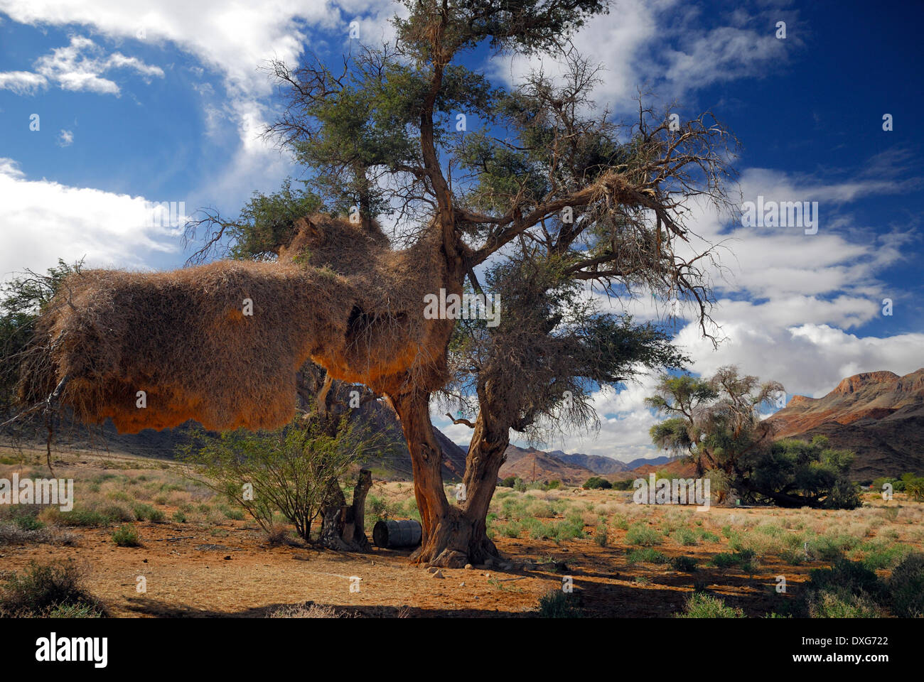 Camel thorn trees with social weaver nests, near Klein Pella ...
