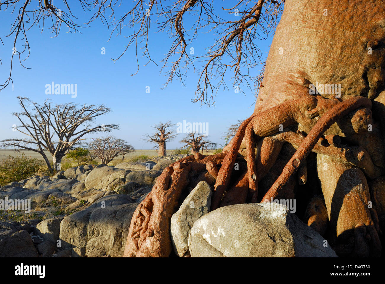 Tangled roots of Baobab trees on granite rocks at Kubu Island on the ...