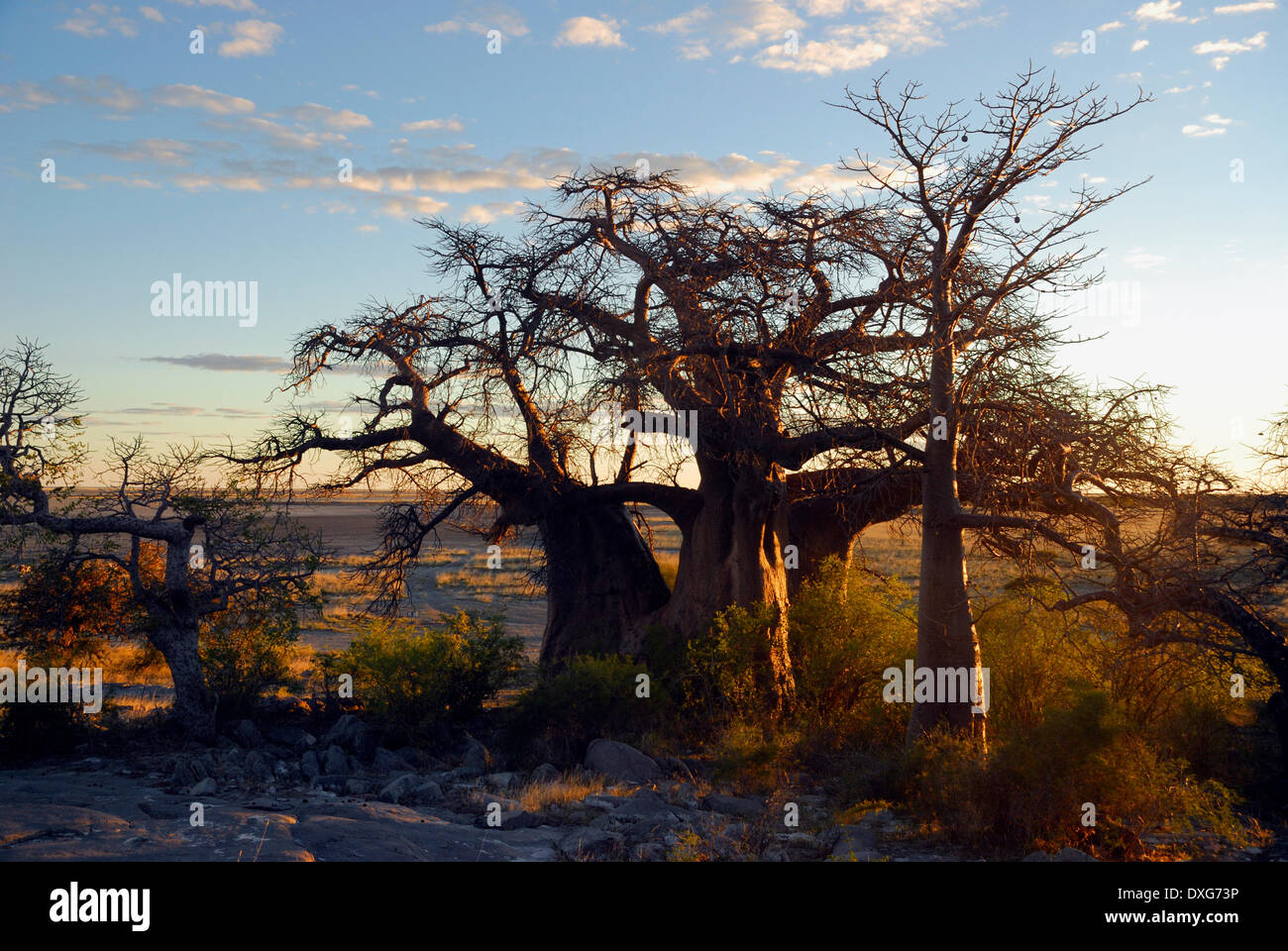 Late afternoon light on Baobab trees at Kubu Island, on the edge of ...