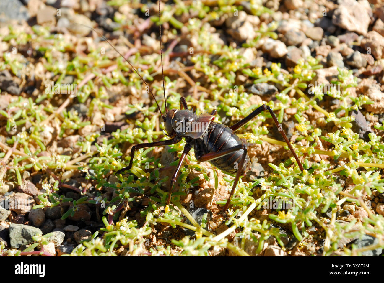 Corn cricket koringkriek namibia hi-res stock photography and images ...
