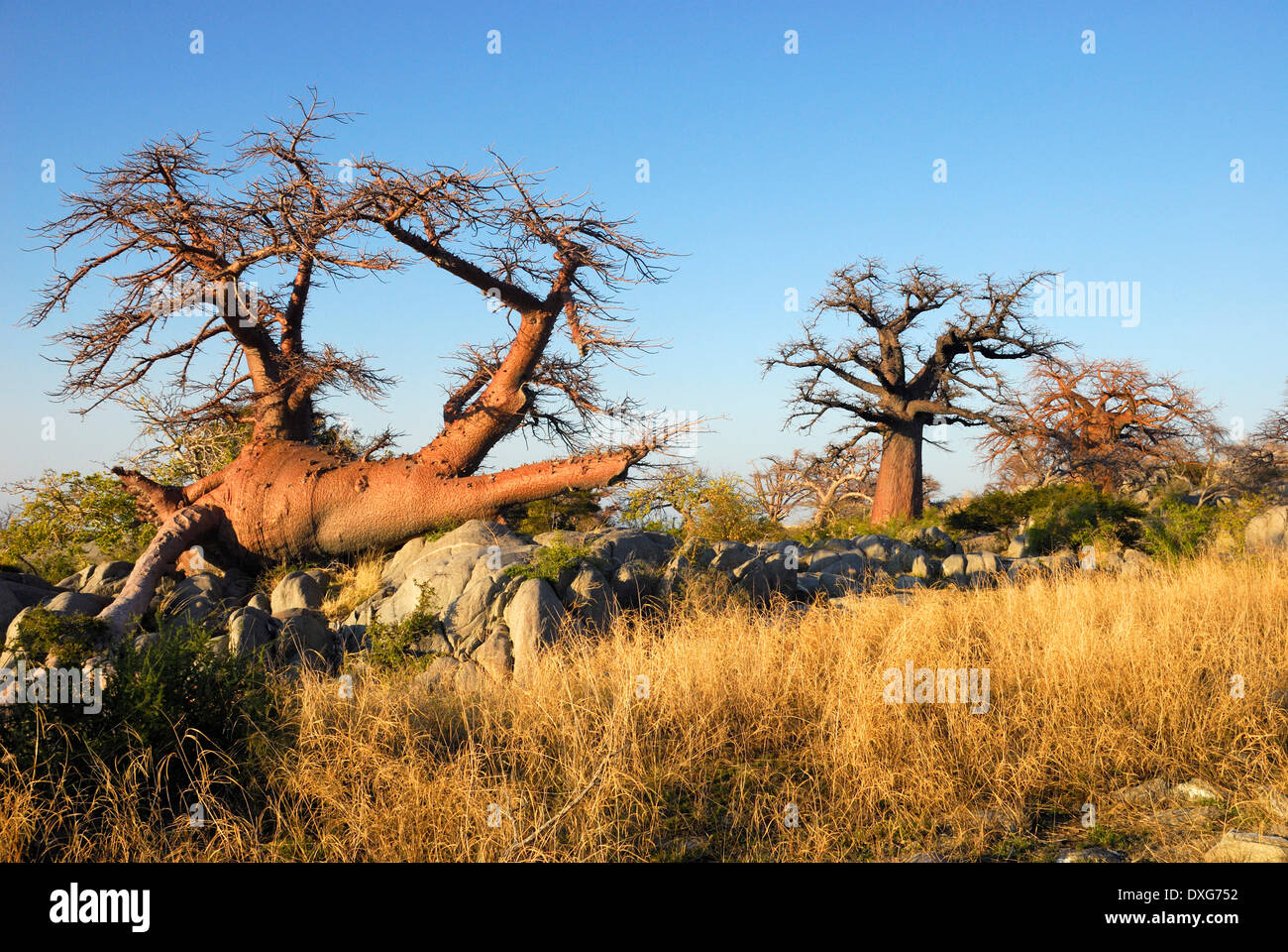 Fallen and regrown Baobab tree on granite rocks at Kubu Island on the ...