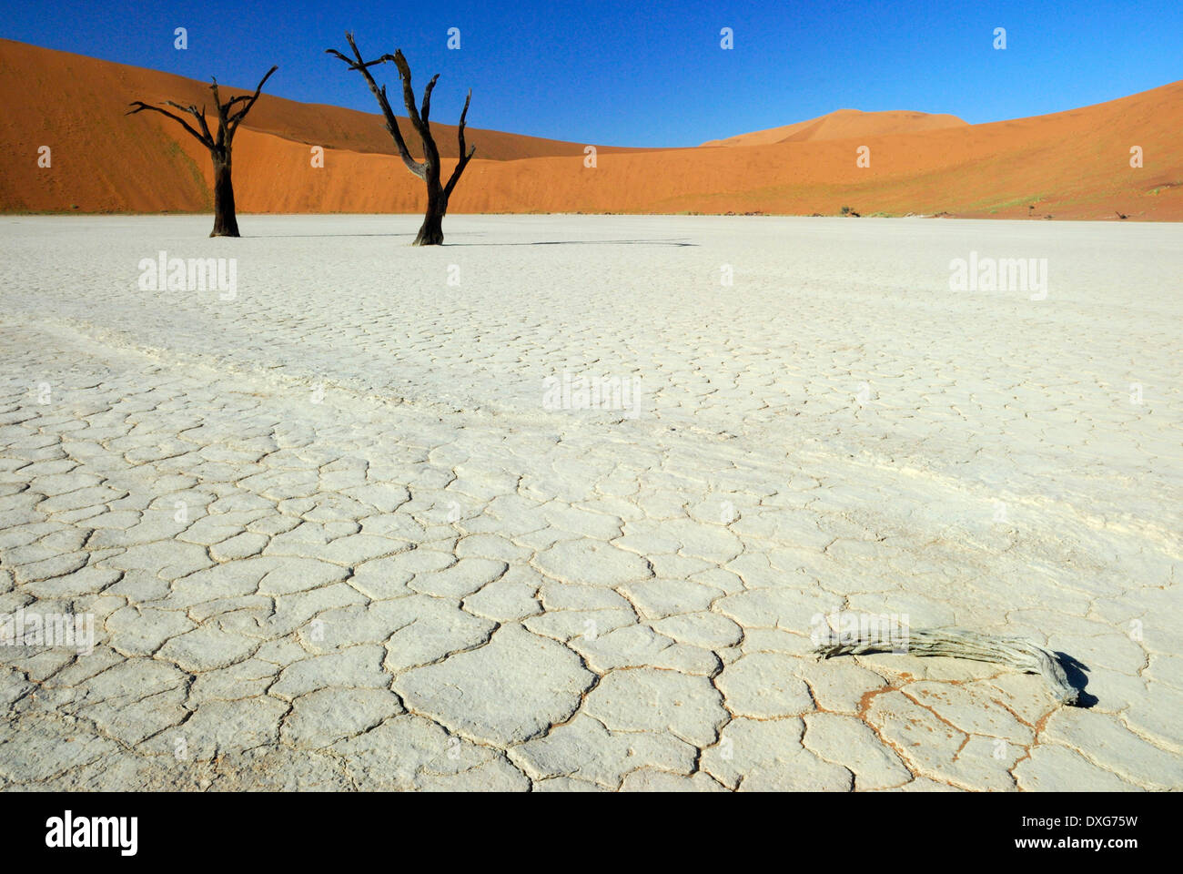 Ancient dead trees, cracked salt pan and red sand dunes at the Dead Pan ...