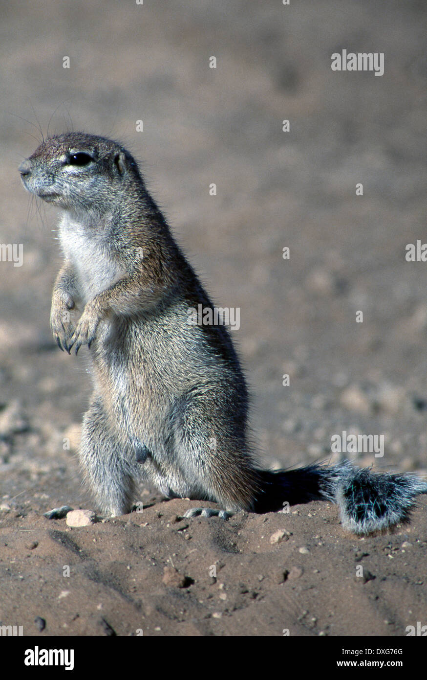 Ground Squirrels in the Kalahari Stock Photo - Alamy