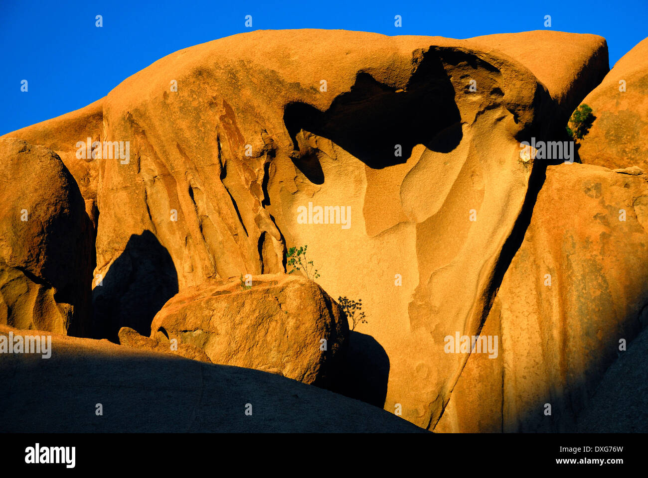 Stunted tree growing on granite boulder at Spitzkoppe, Namibia Stock ...